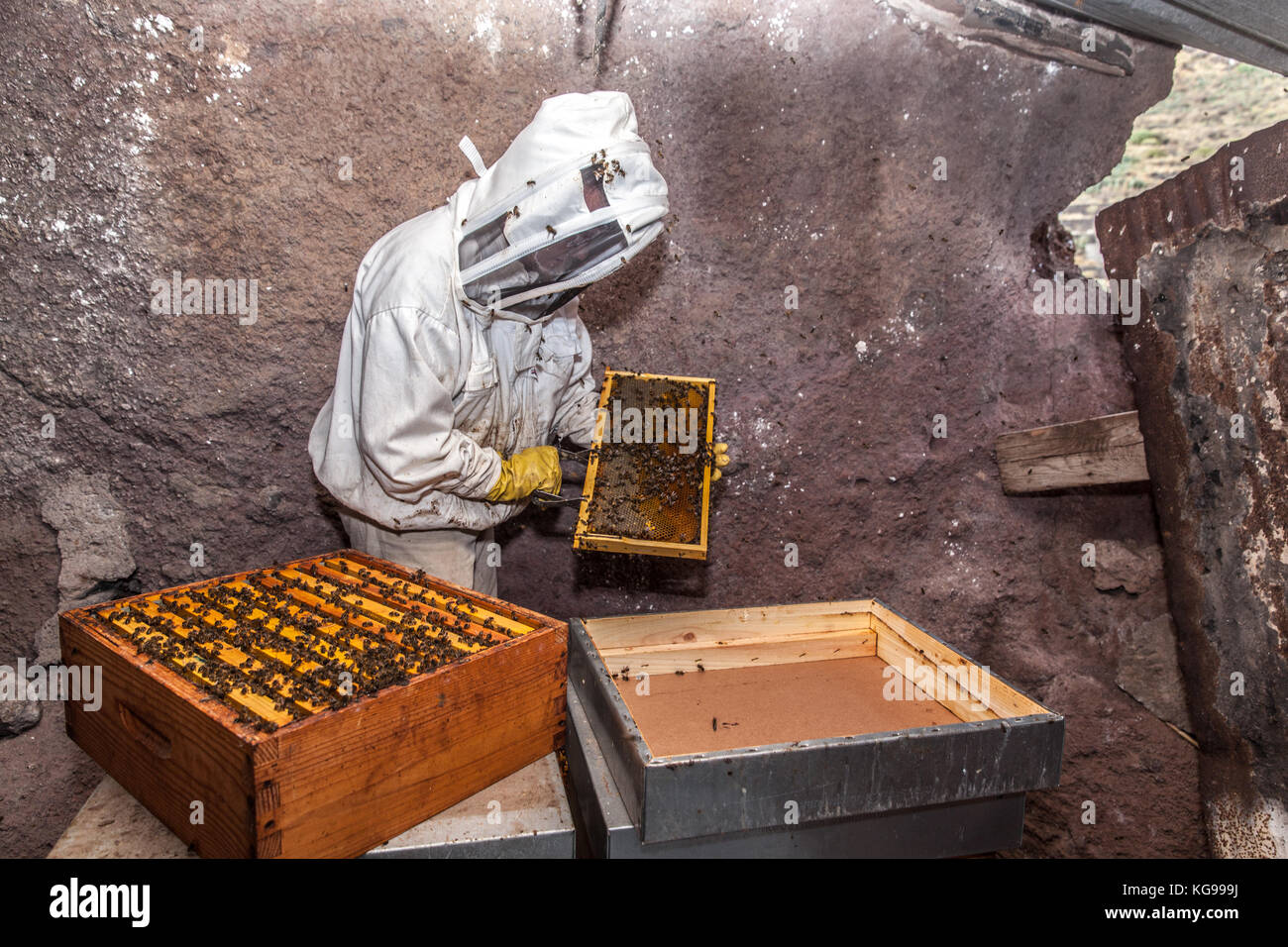 beekeeper working a honey beehive Stock Photo - Alamy