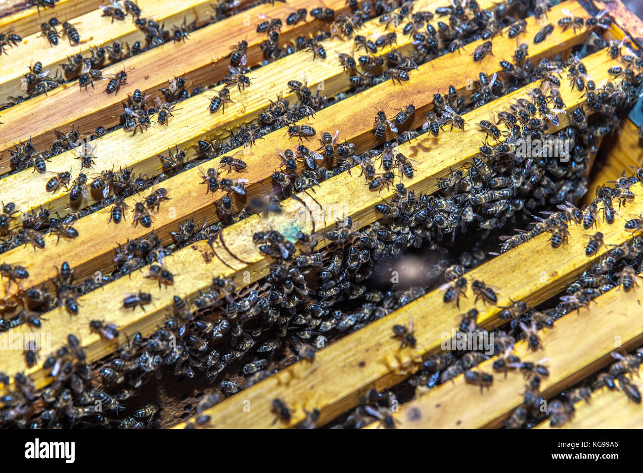 beekeeper working a honey beehive Stock Photo - Alamy
