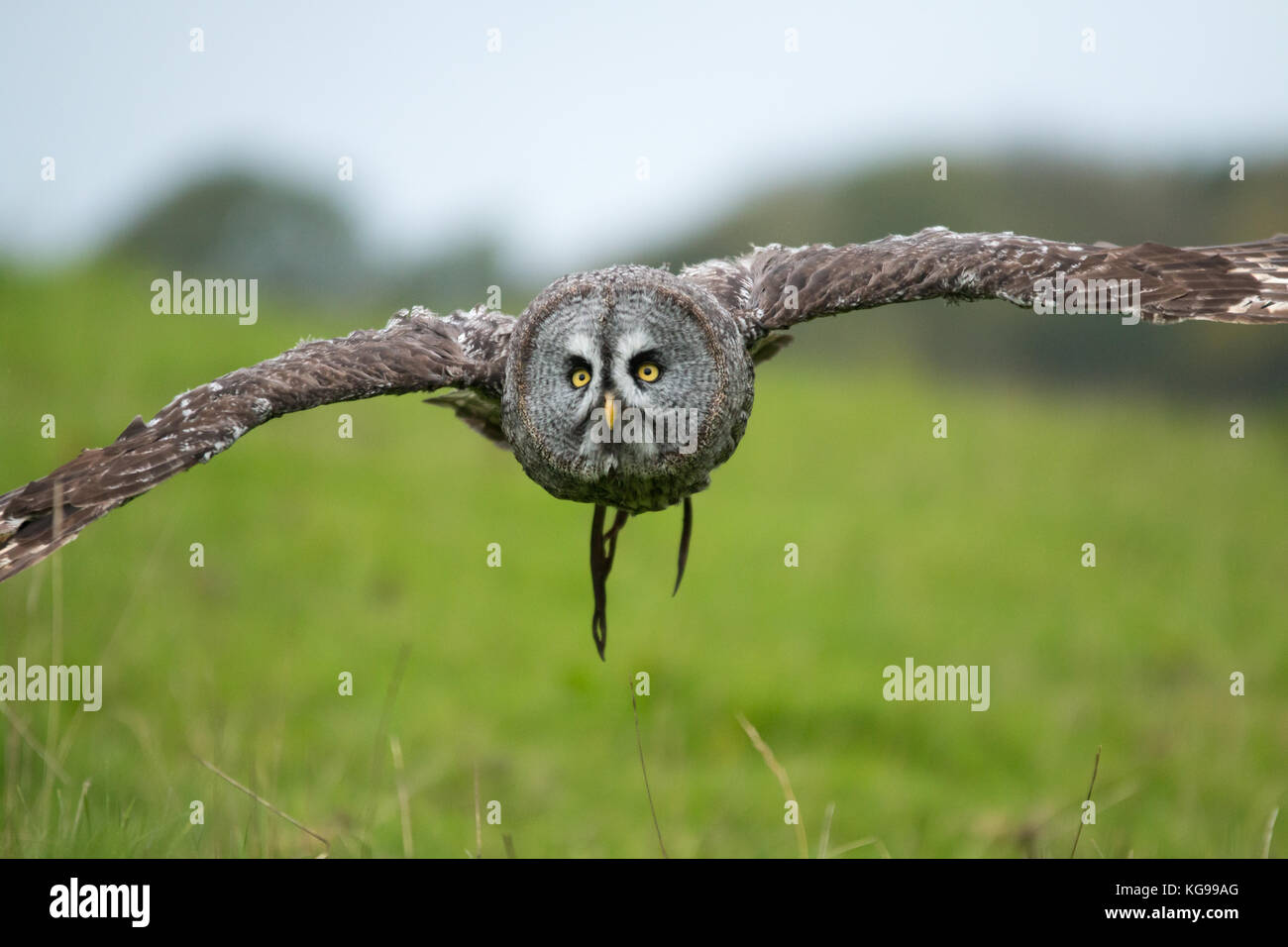 Great Gray Owl Flying
