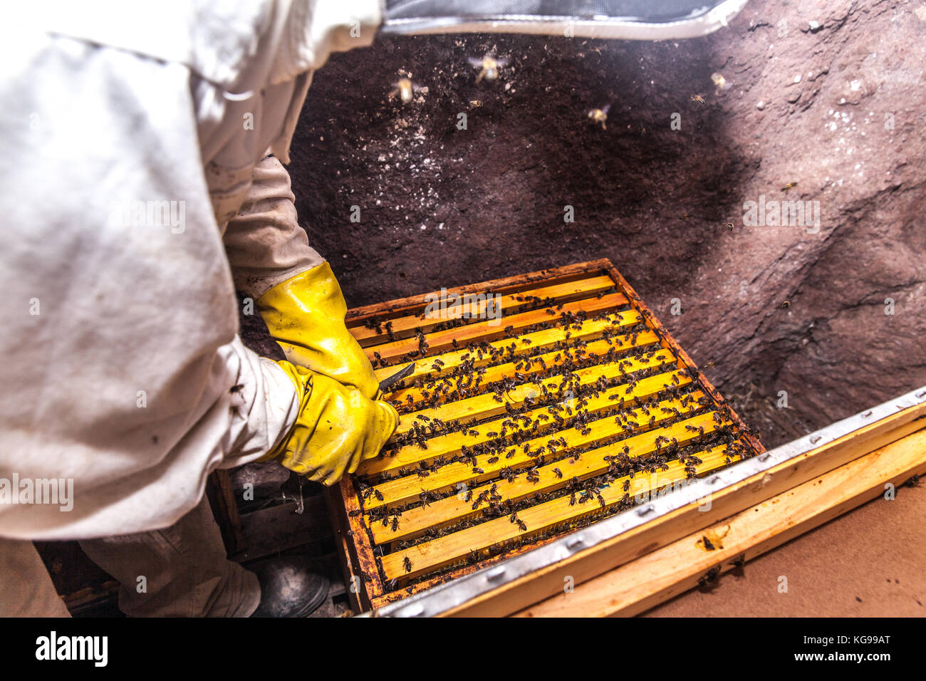 beekeeper working a honey beehive Stock Photo - Alamy