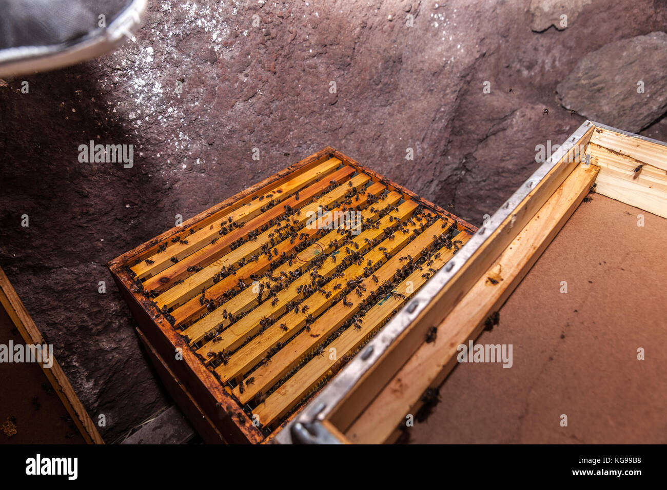 beekeeper working a honey beehive Stock Photo - Alamy