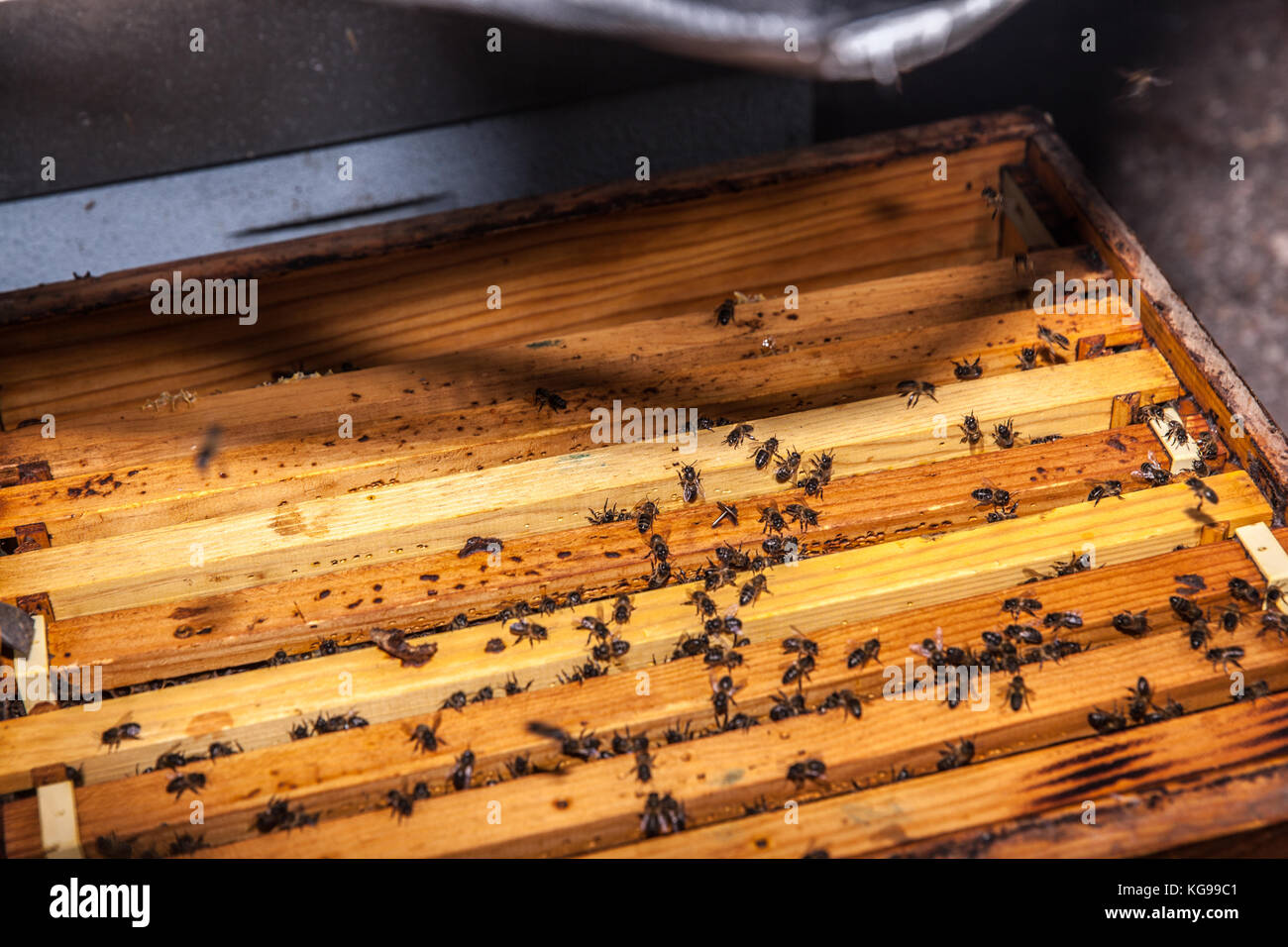 beekeeper working a honey beehive Stock Photo - Alamy
