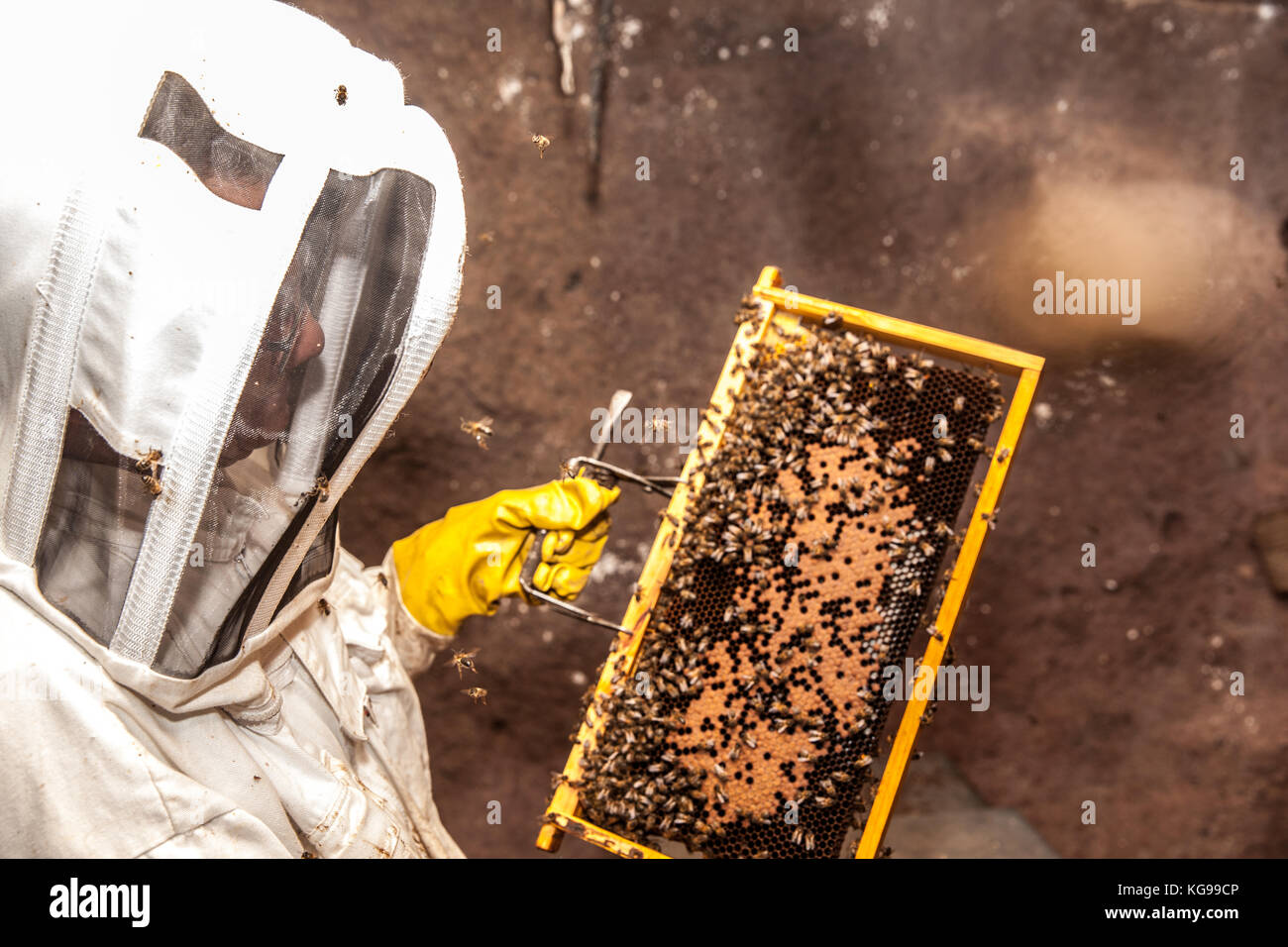 beekeeper working a honey beehive Stock Photo - Alamy
