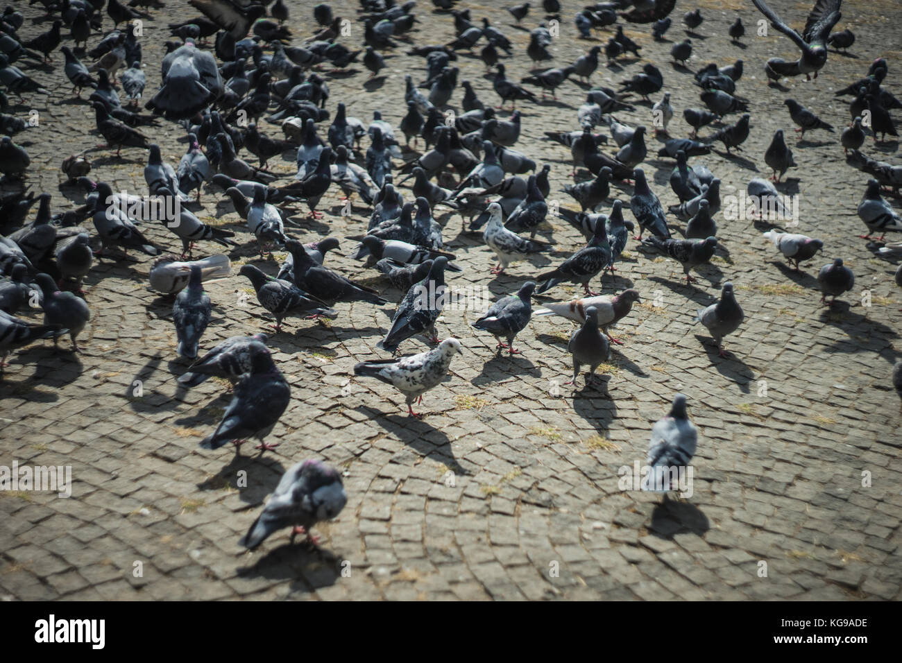 Crowd of doves in a city park of Tbilisi, Georgia Stock Photo - Alamy