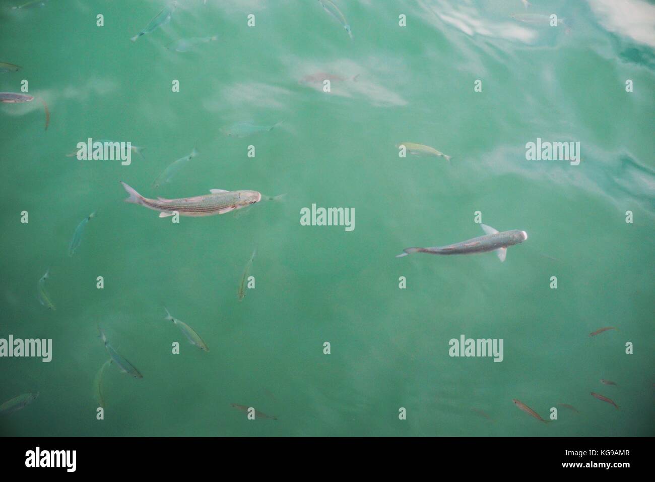 Two fish in blue ocean Stock Photo - Alamy