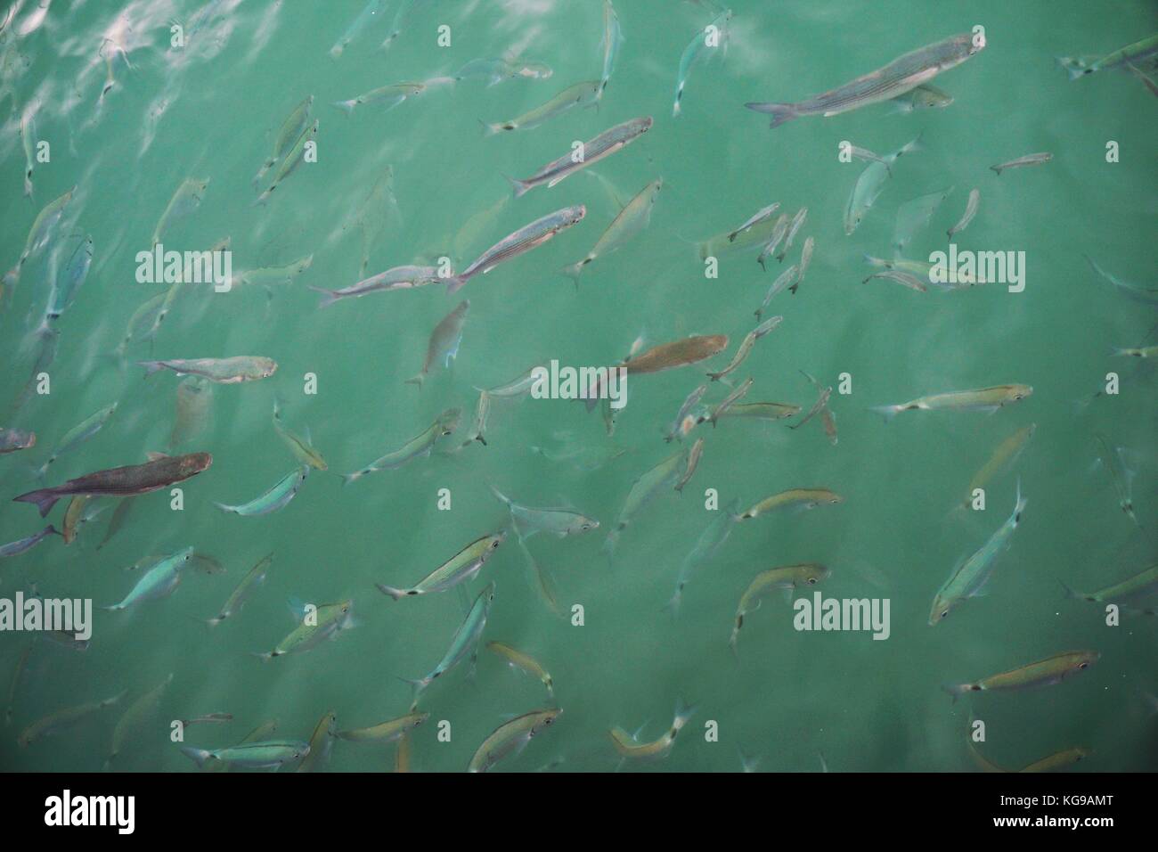 Many fish swimming in one direction Stock Photo - Alamy