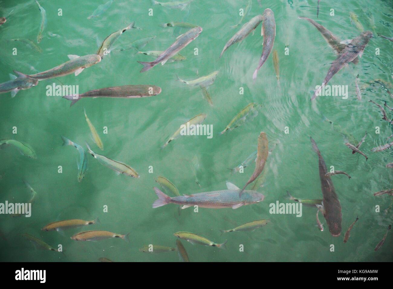 many fish swimming in blue water Stock Photo - Alamy