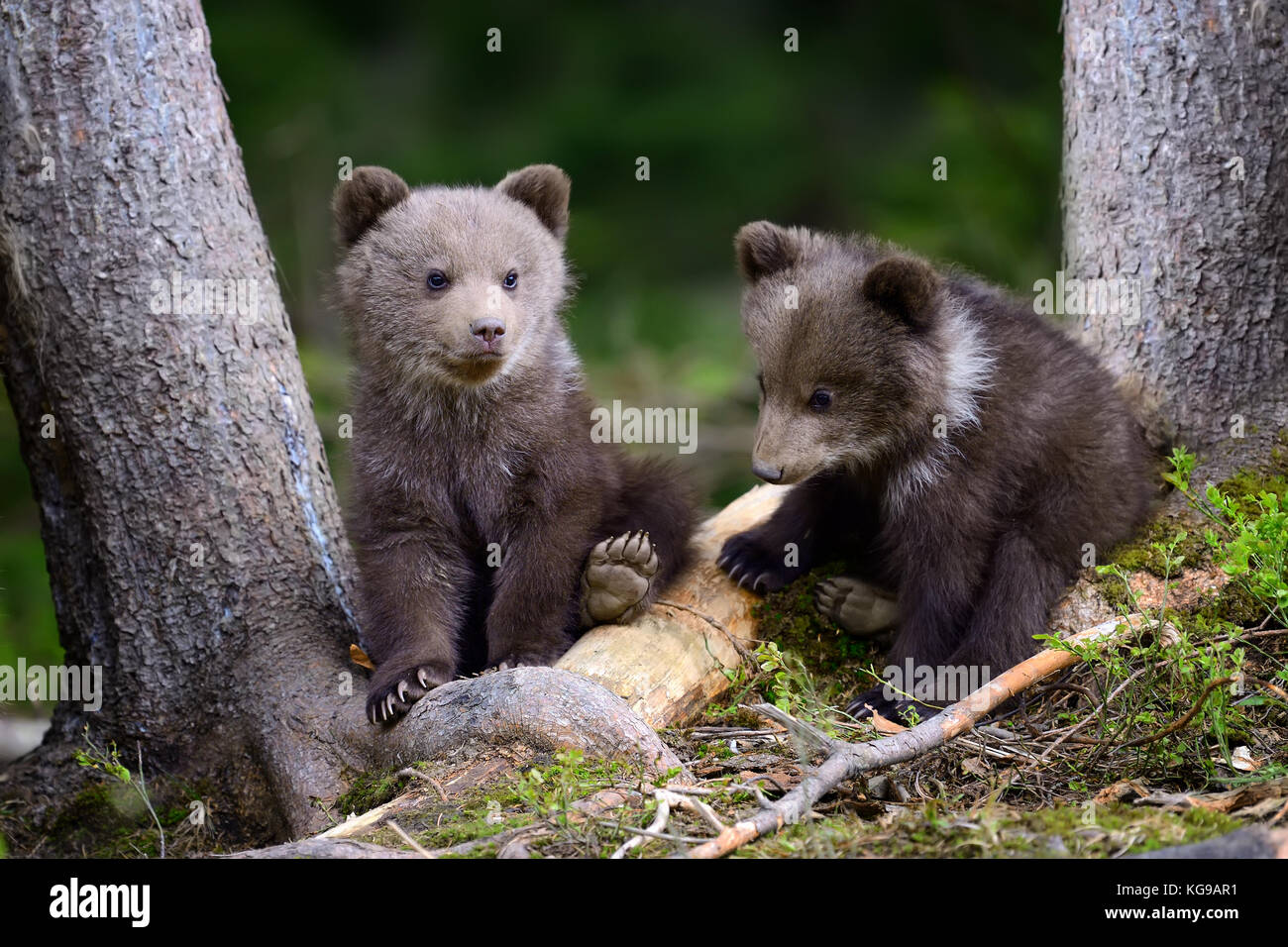 Young brown bear in the forest. Portrait of brown bear. Animal in the ...