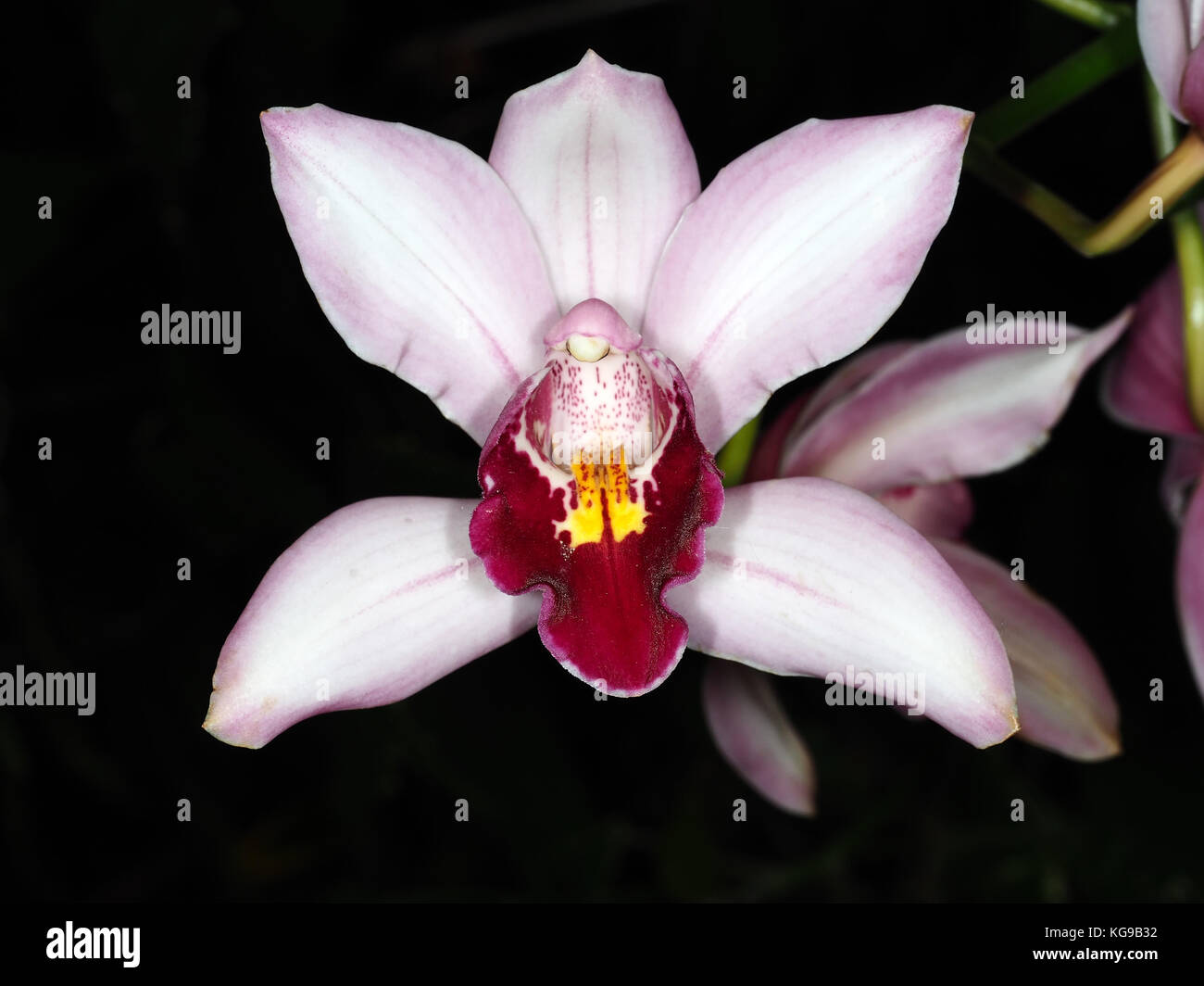 The Noble Orchid (Cymbidium goeringii) flower Stock Photo - Alamy