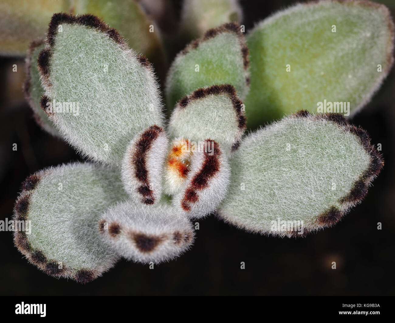 Panda plant (Kalanchoe tomentosa) leaves close-up Stock Photo - Alamy