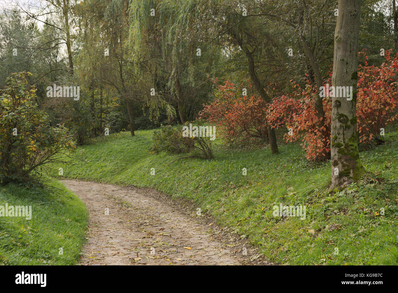 Green nature landscape during fall season with autumn tree colors Stock ...