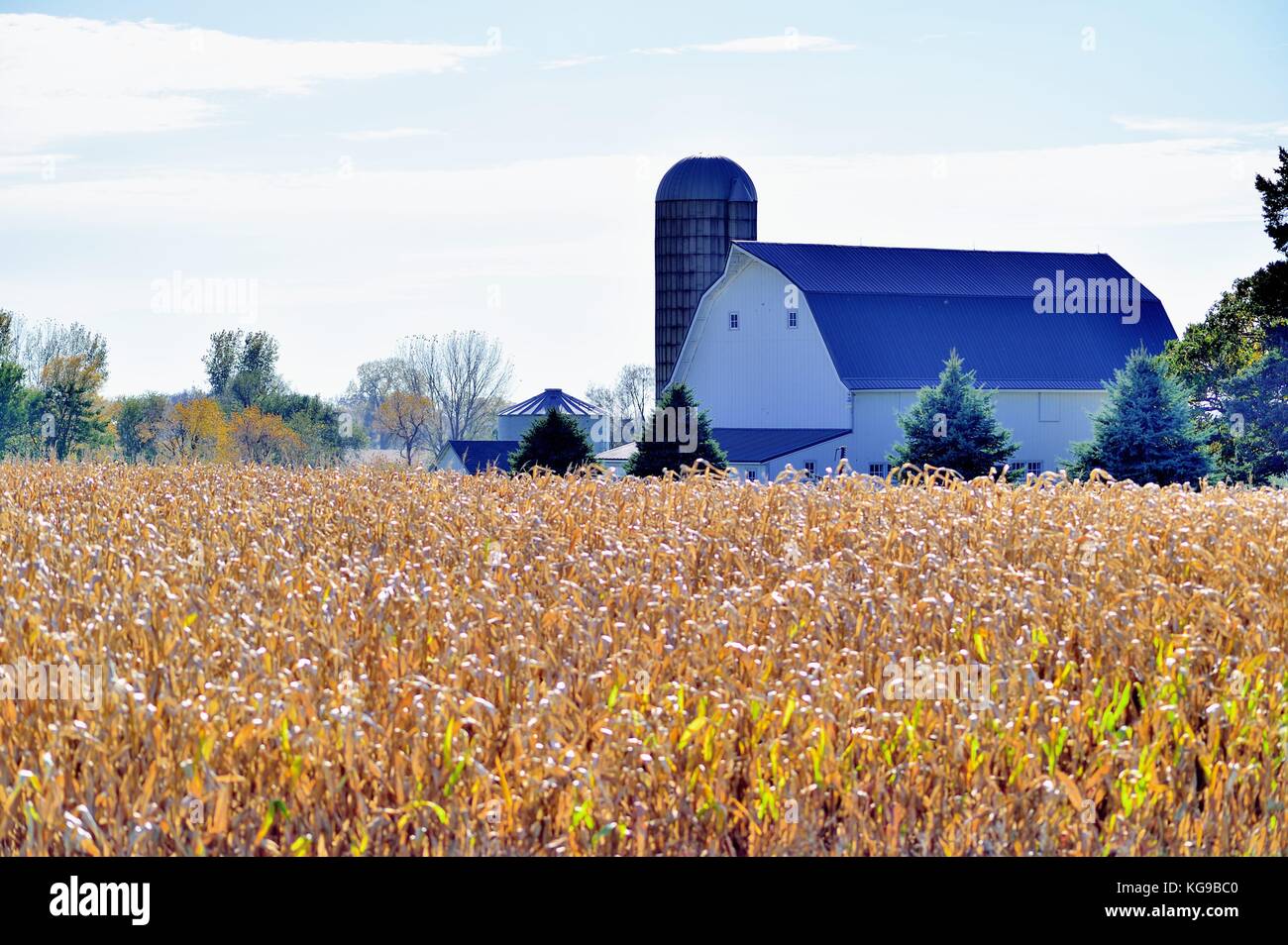 Large barn beyond a corn crop waiting for harvest on a farm in ...