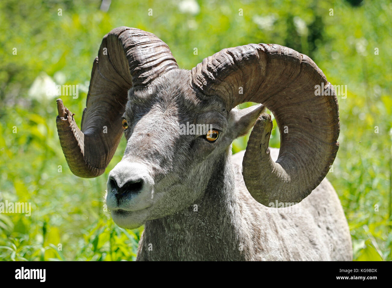 A Bighorn Sheep seen in Glacier National Park, Montana, United States ...