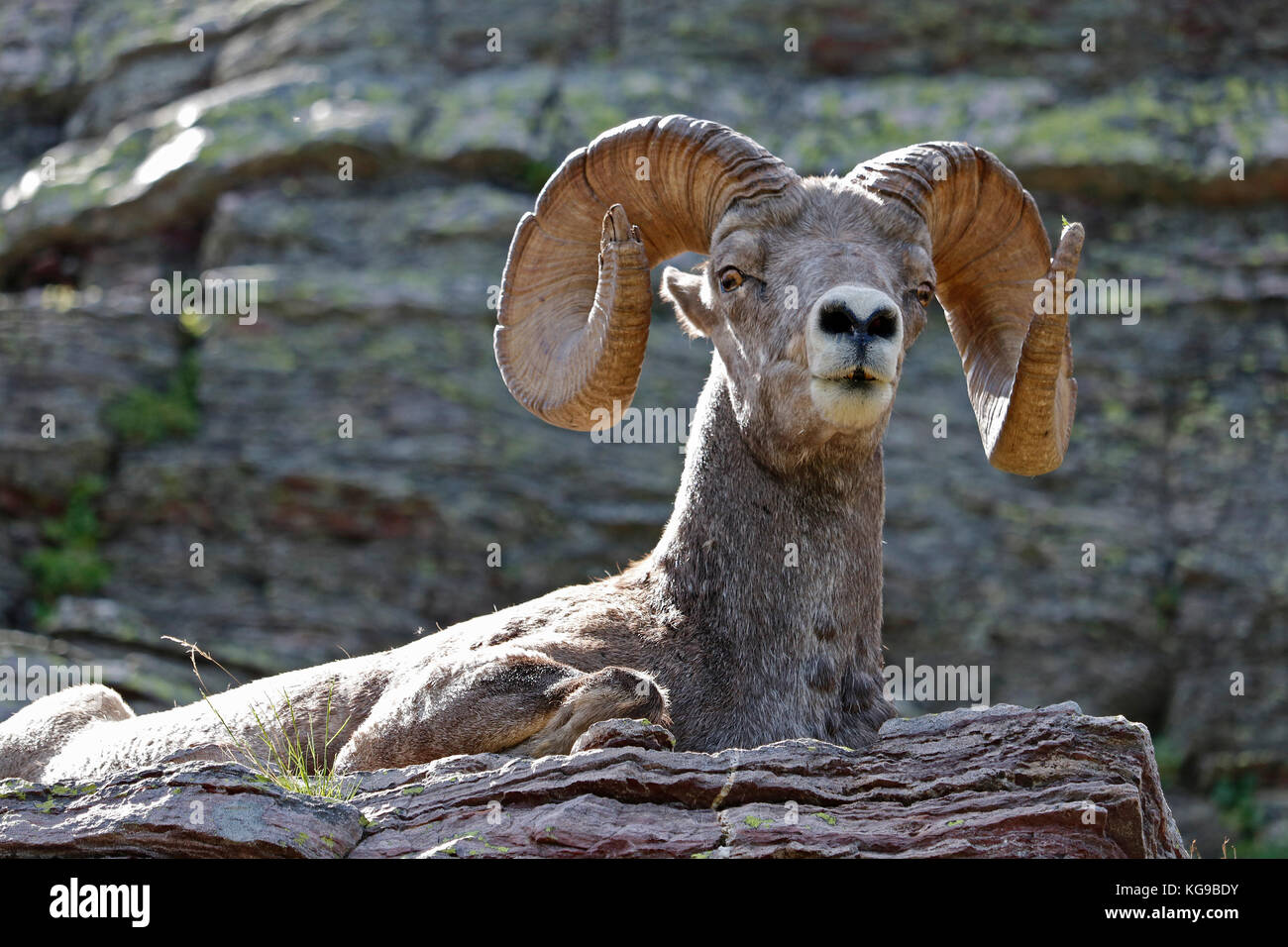 Stone Sheep Stock Photos & Stone Sheep Stock Images - Alamy