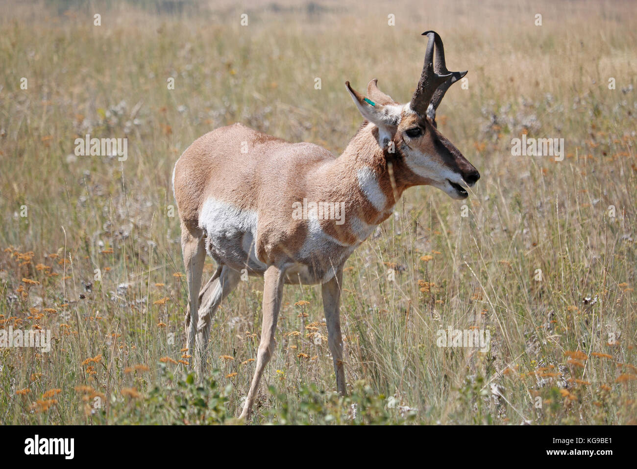 A Pronghorn Antelope eating grass in a field Stock Photo - Alamy