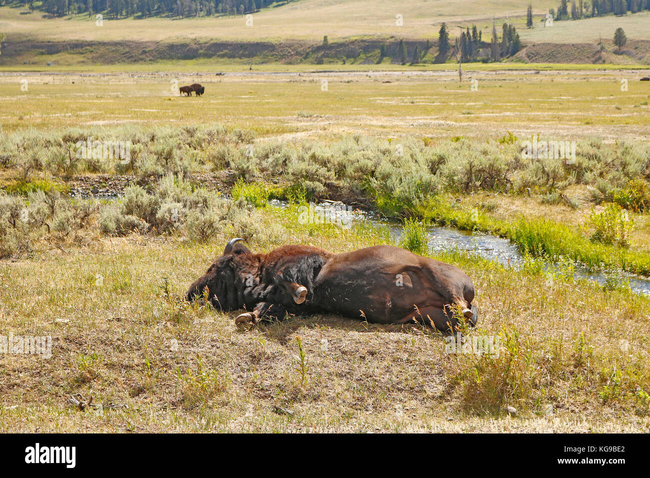 An american bison rolling on the ground in Yellowstone National Park ...
