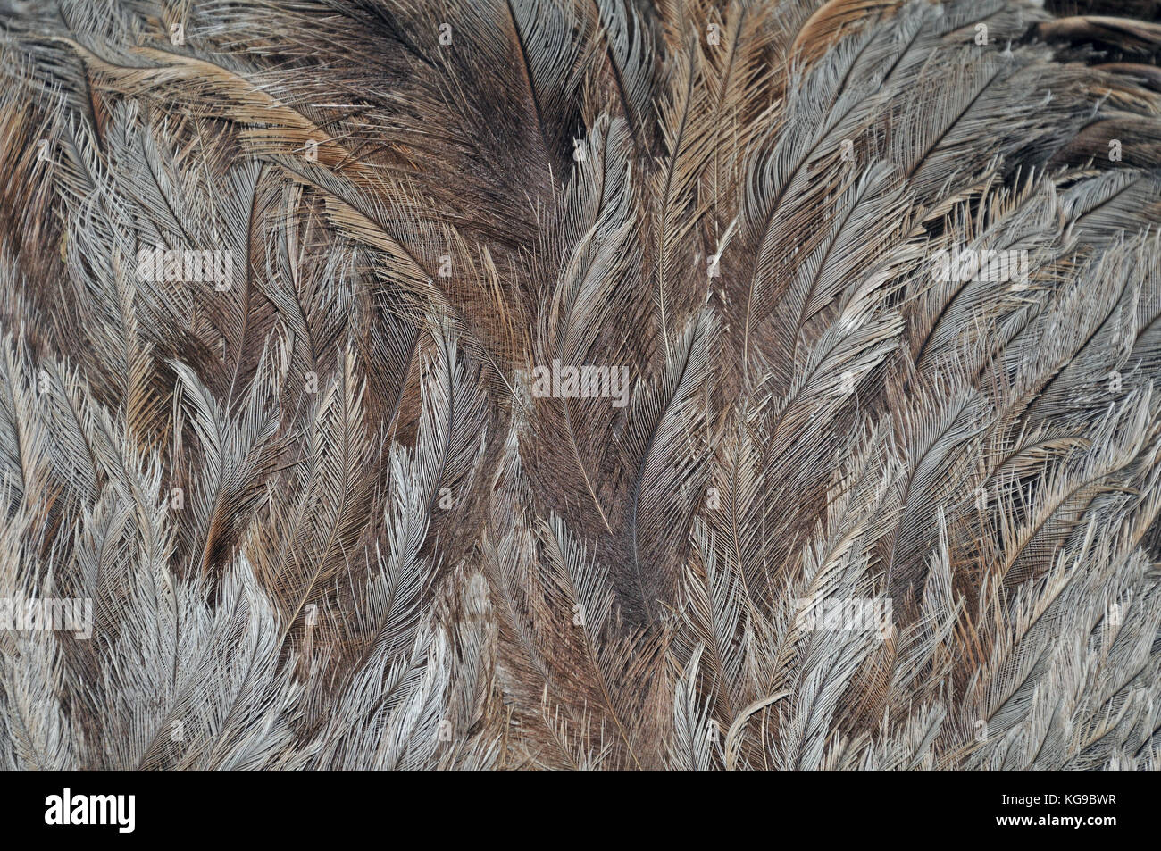 feathers of a greater rhea Stock Photo - Alamy