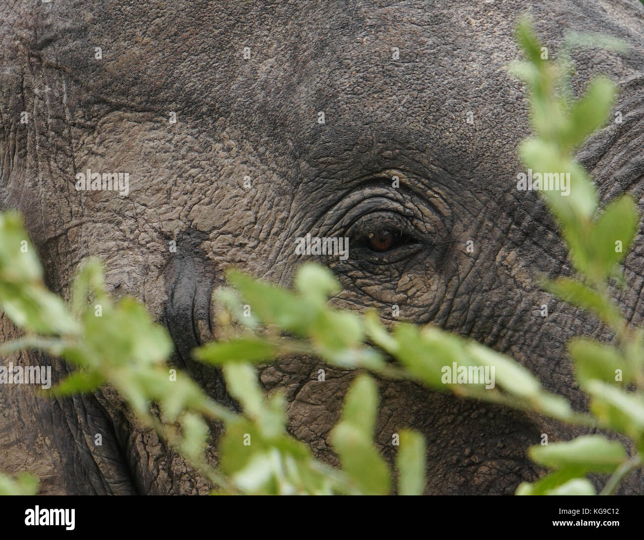 Elephas africana hi-res stock photography and images - Alamy