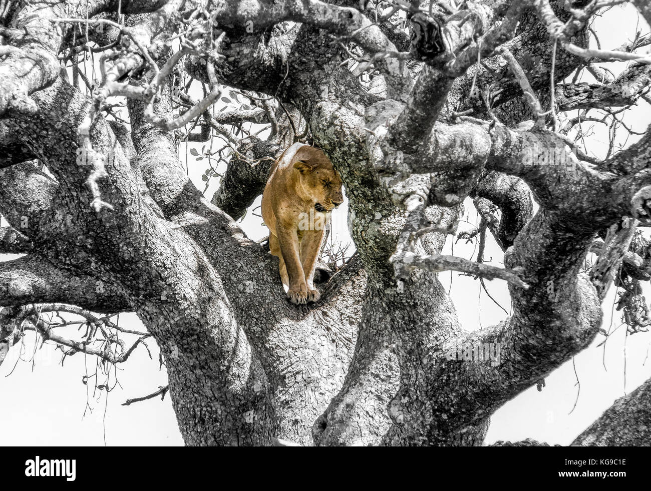 Lion in a tree Stock Photo - Alamy