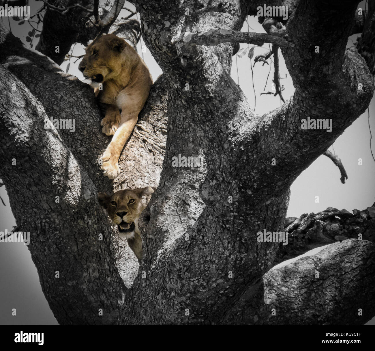 Lion in a tree Stock Photo - Alamy