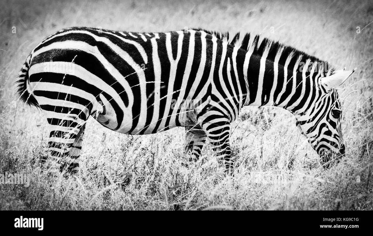 African savanna landscape south Black and White Stock Photos & Images ...