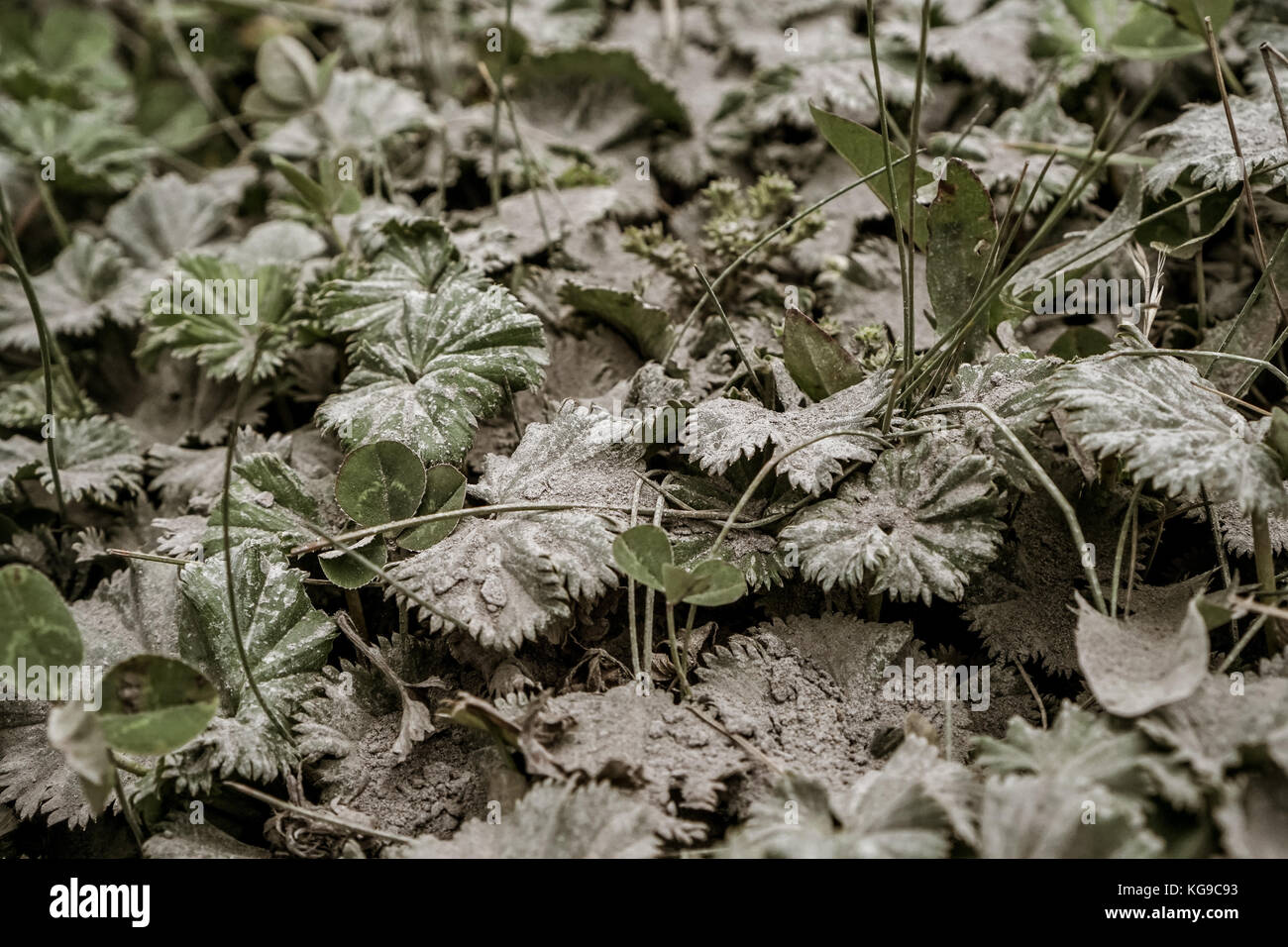 Volcanic ash covers the plants Stock Photo - Alamy