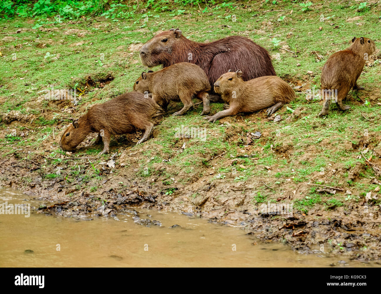 Along the river - capybara Stock Photo - Alamy