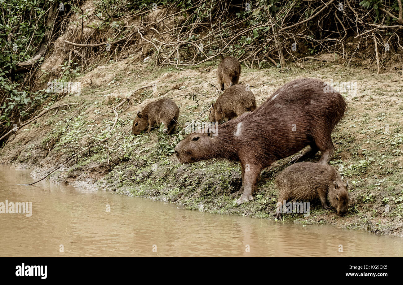 Brazil amazon river capybara hi-res stock photography and images - Alamy