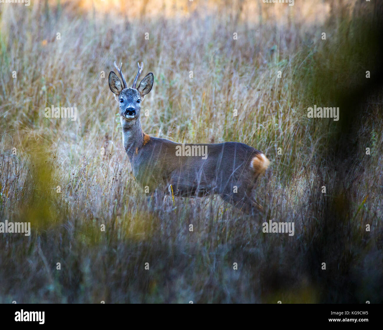 Roebuck in high grass on a plain Stock Photo - Alamy