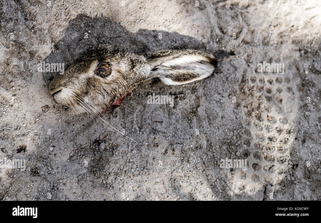 Our trek to Cerro Torre. We come across this rabbit. Maybe a puma had ...