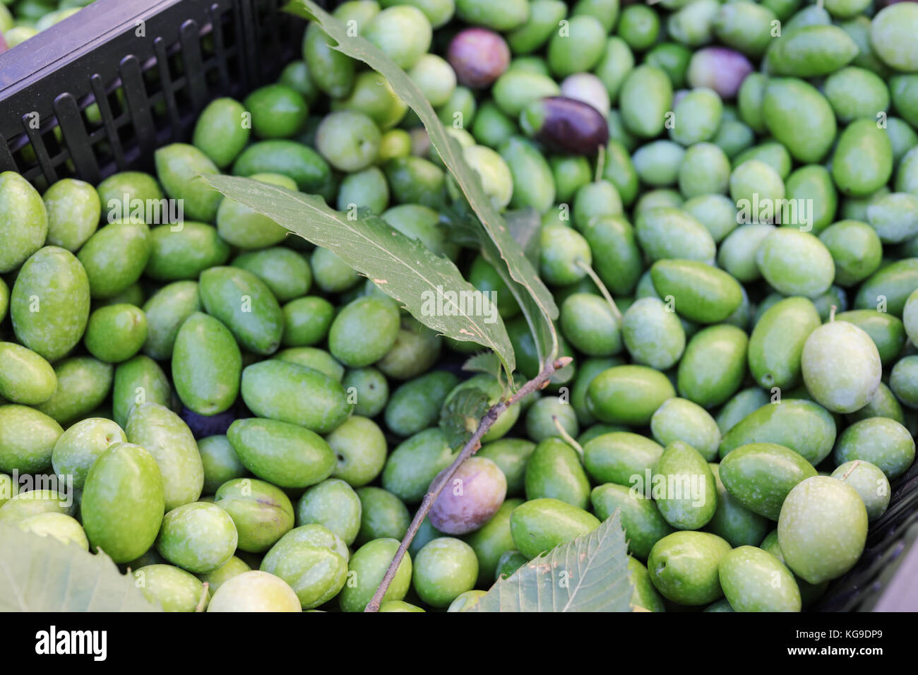 Green olives freshly picked from the tree Stock Photo - Alamy