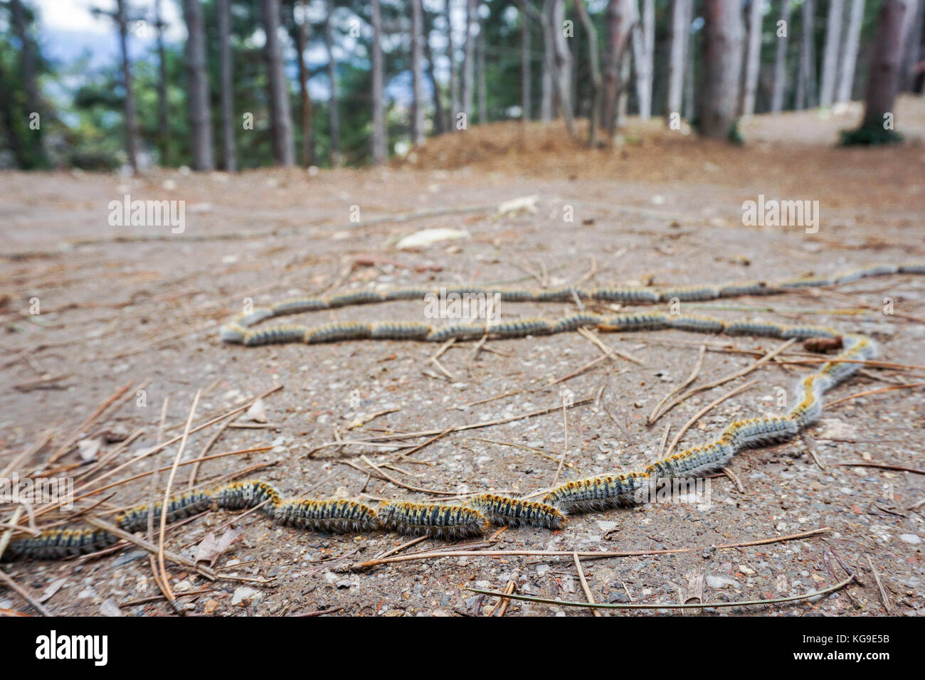 catterpillers marching single file Stock Photo - Alamy