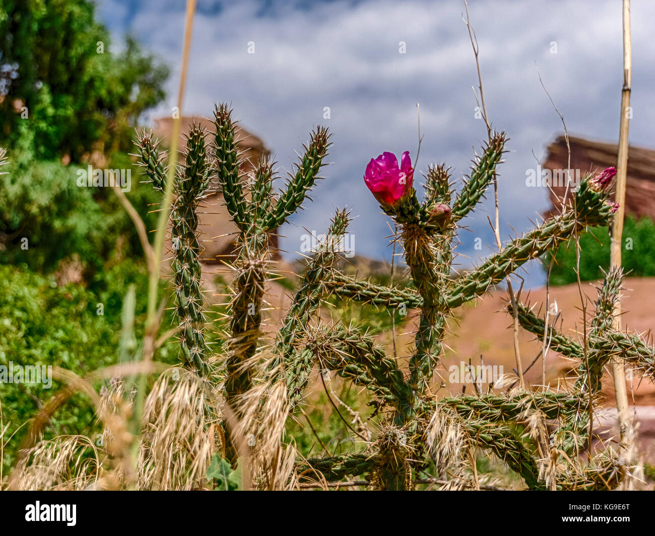 Pink cactus flower Stock Photo - Alamy