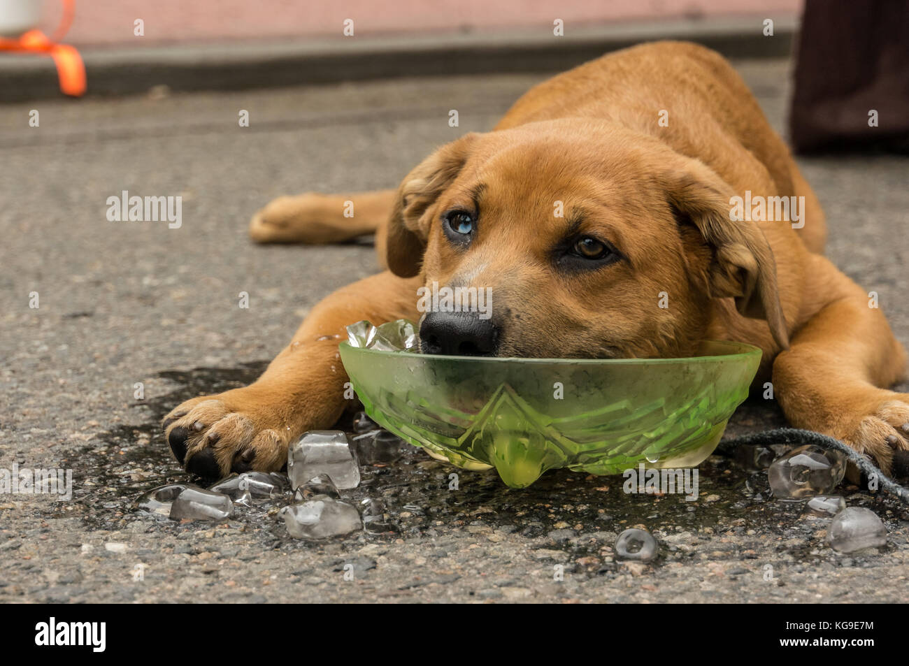 Face bowl ice water hi-res stock photography and images - Alamy