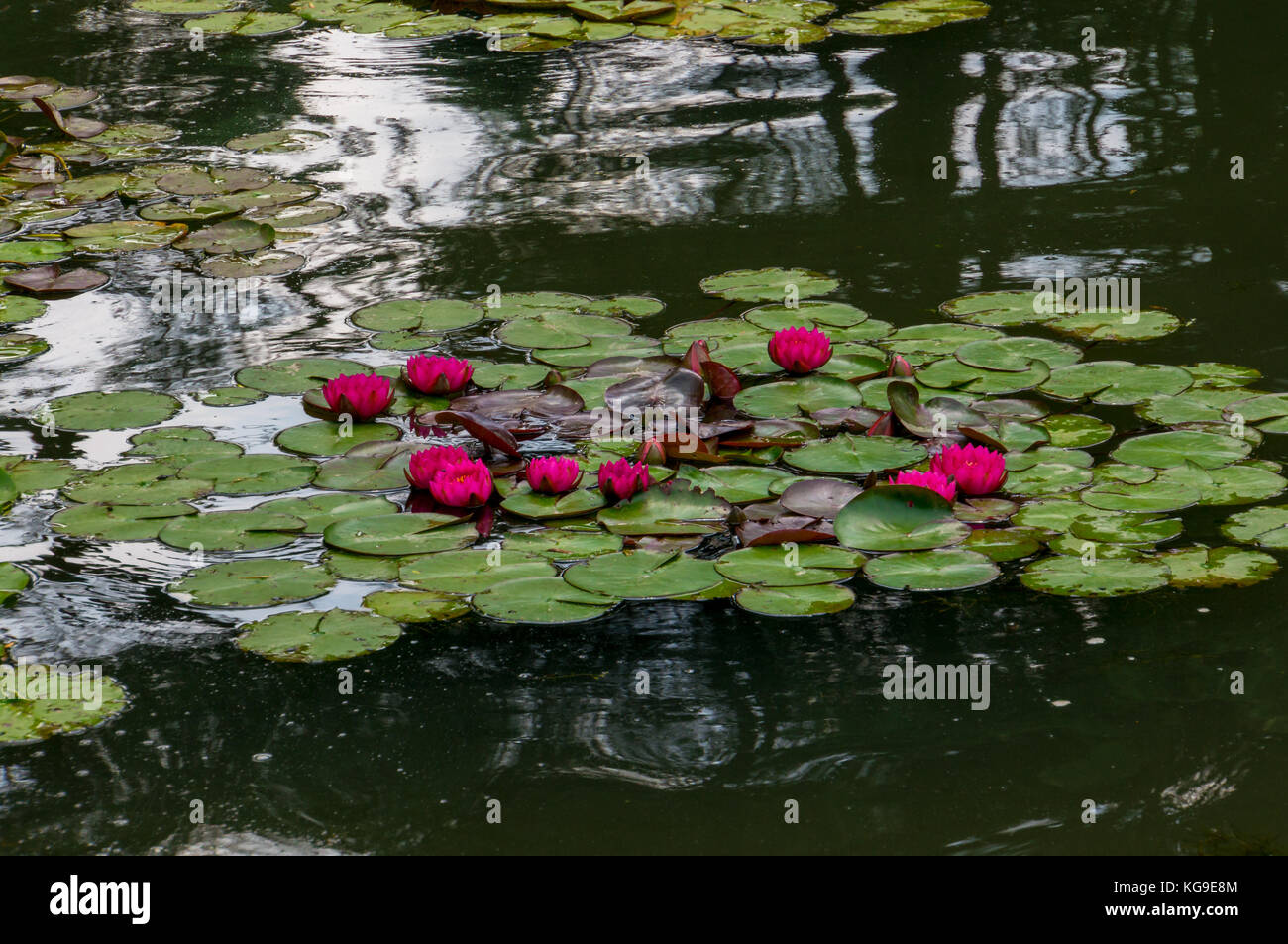 Lilly pad background hi-res stock photography and images - Alamy