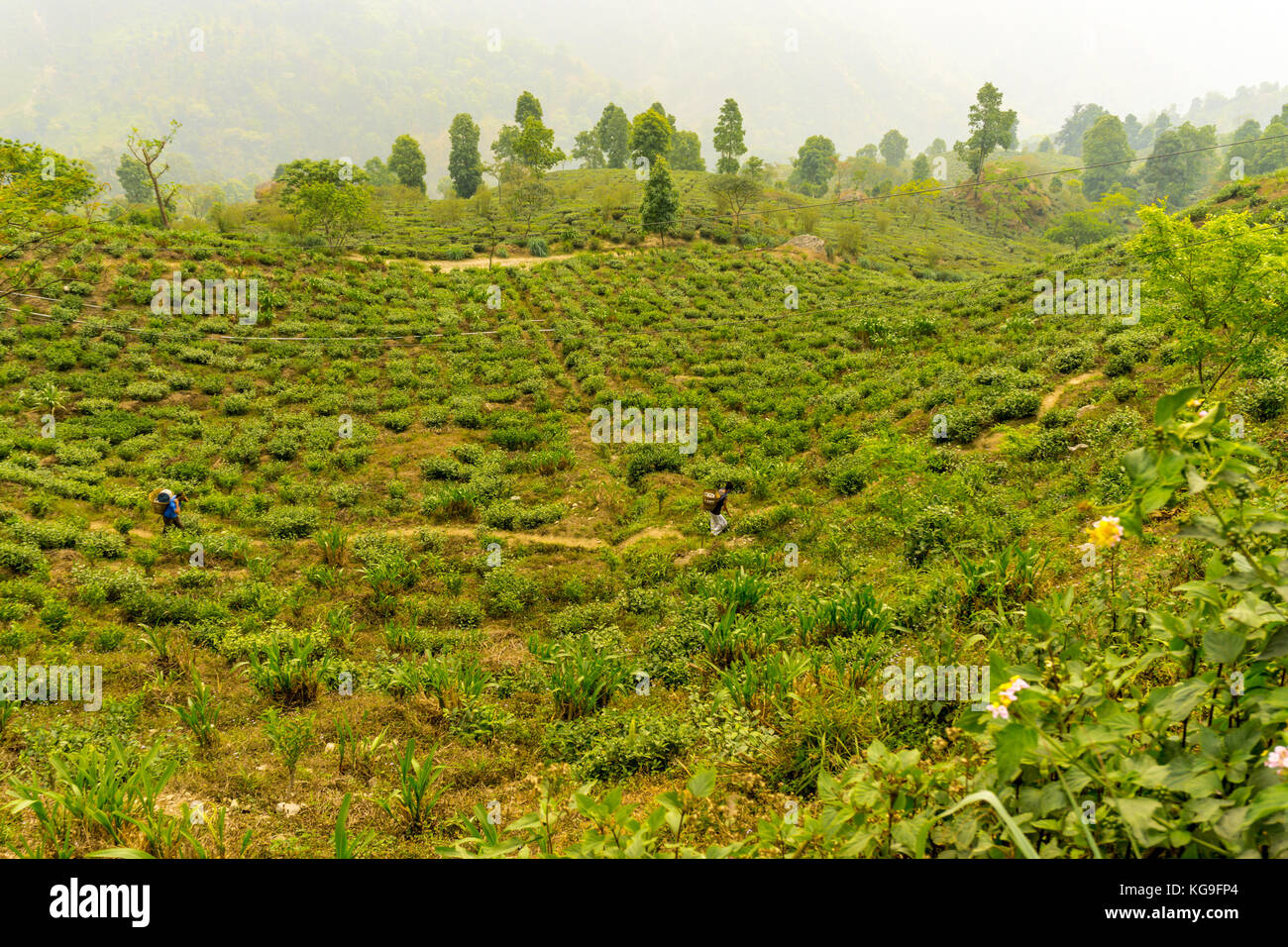 Tour of Makai Bari Tea Estate Stock Photo - Alamy
