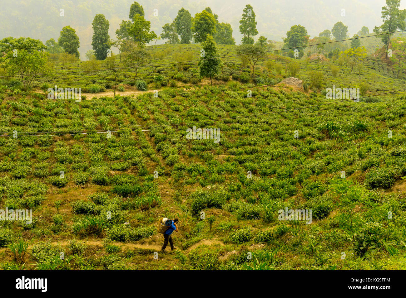 Munnar sunset tea estate hi-res stock photography and images - Alamy