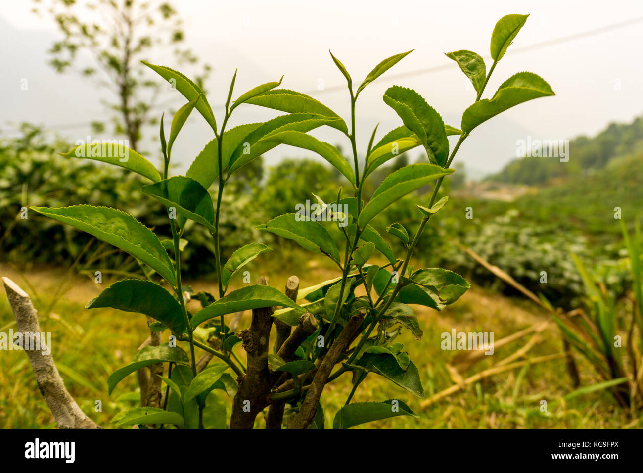 Tour of Makai Bari Tea Estate Stock Photo - Alamy
