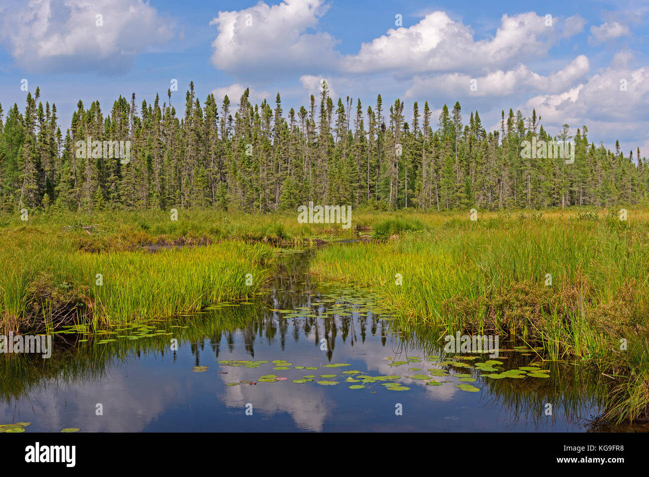 Canoe Path Through the Wetlands on Cross Bay Lake in the Boundary ...