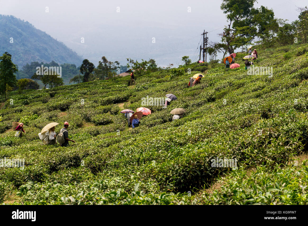 Tour of Makai Bari Tea Estate Stock Photo - Alamy