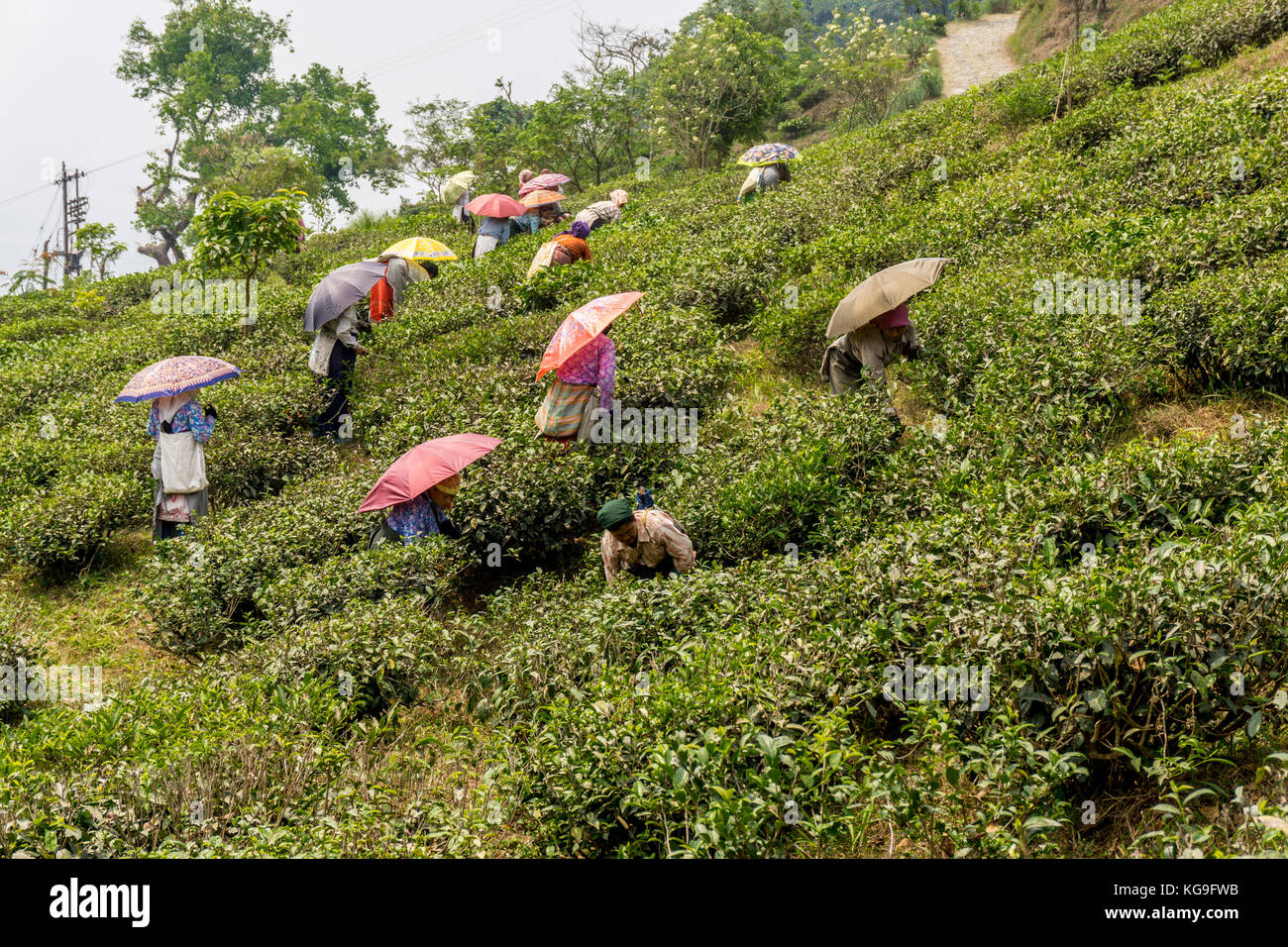 Tour of Makai Bari Tea Estate Stock Photo - Alamy