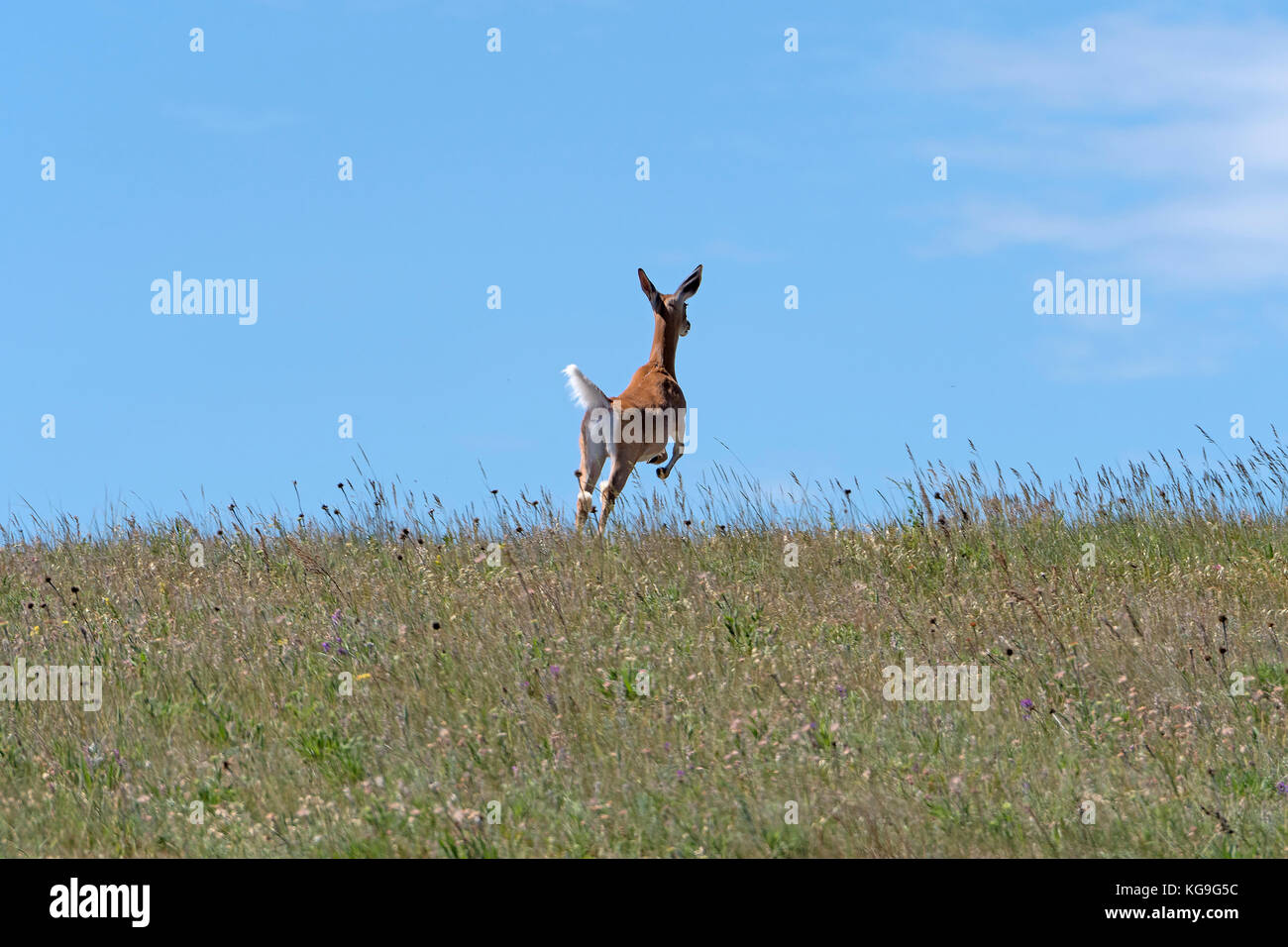 Deer leaping hi-res stock photography and images - Alamy