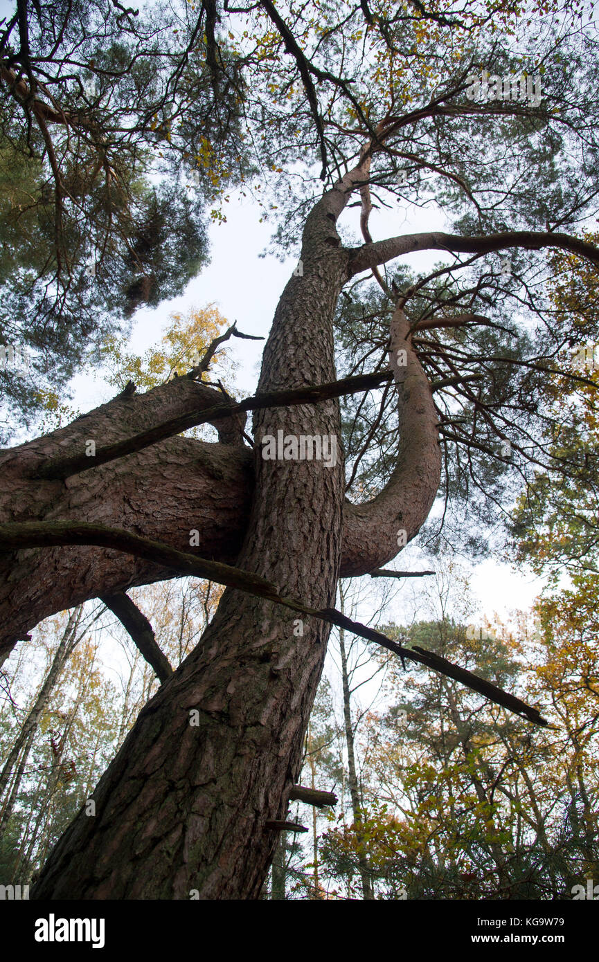 Debki, Poland. 5th Nov, 2017. Two trees in x shape in Debki, Poland ...
