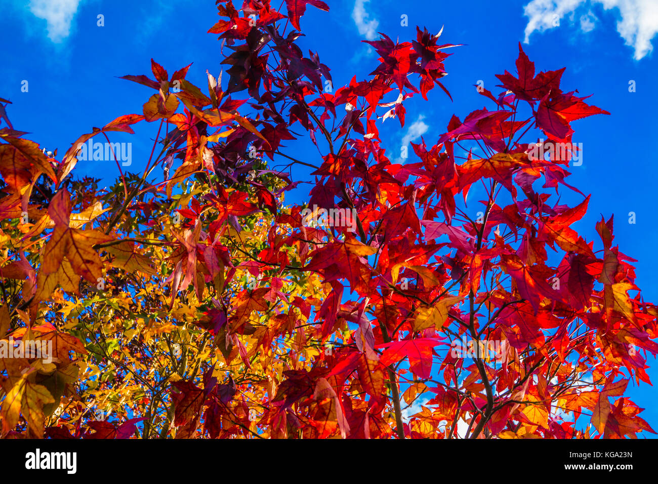 Autumn leaves in their bright colours Stock Photo - Alamy