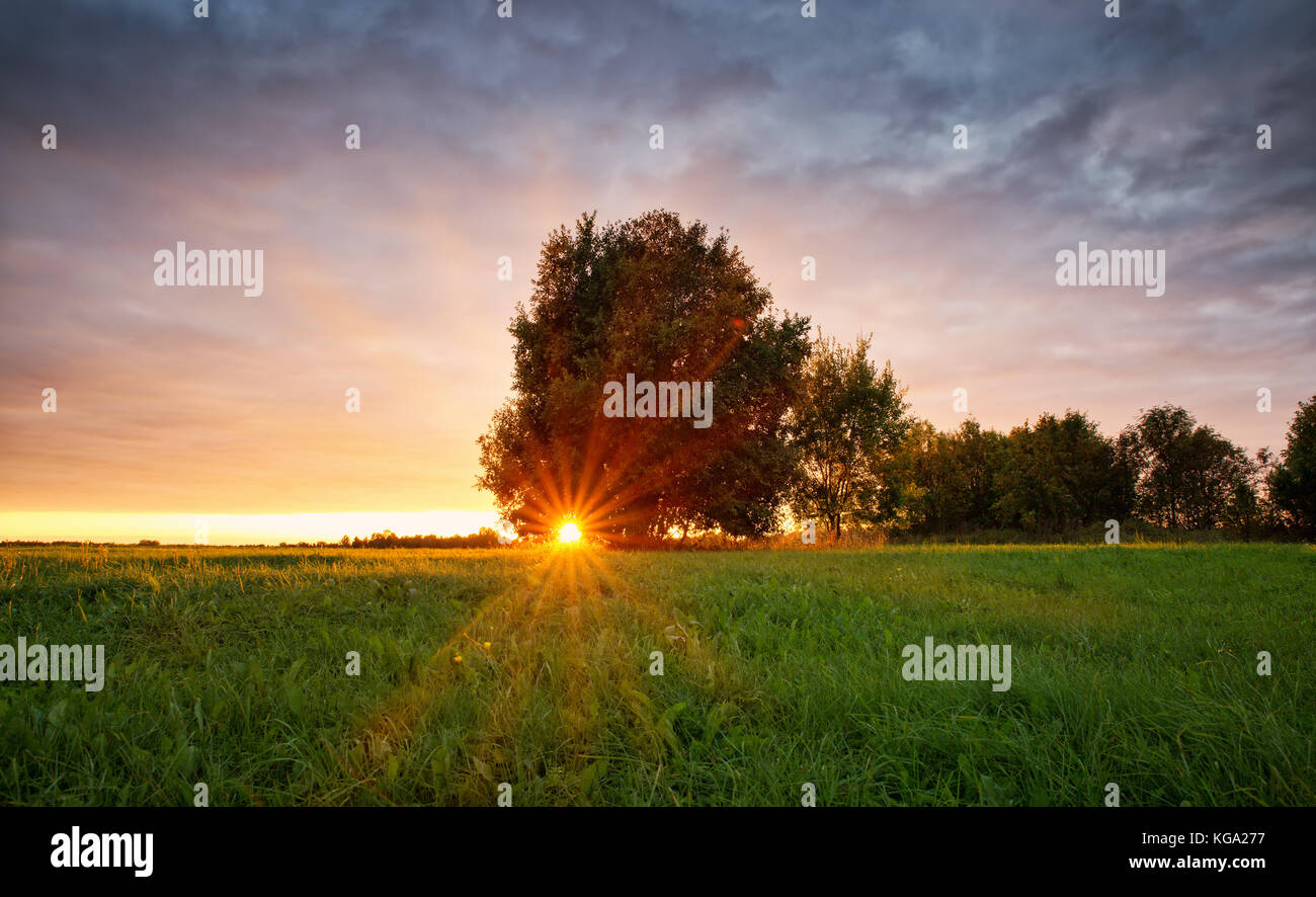 Tree foliage in morning light Stock Photo - Alamy