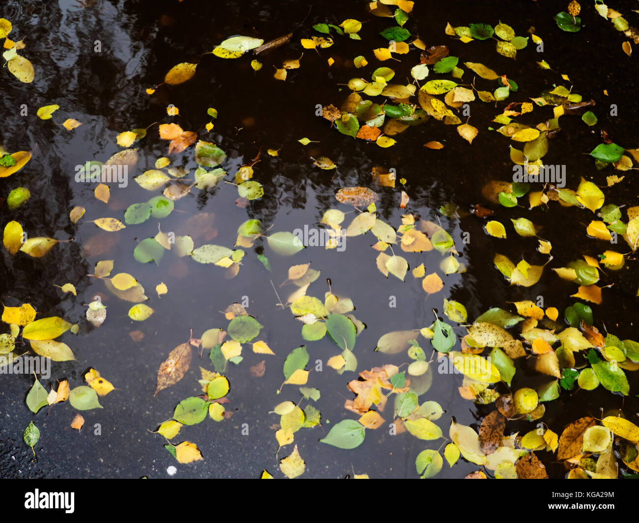 Fallen leaves float in a puddle on the asphalt Stock Photo - Alamy