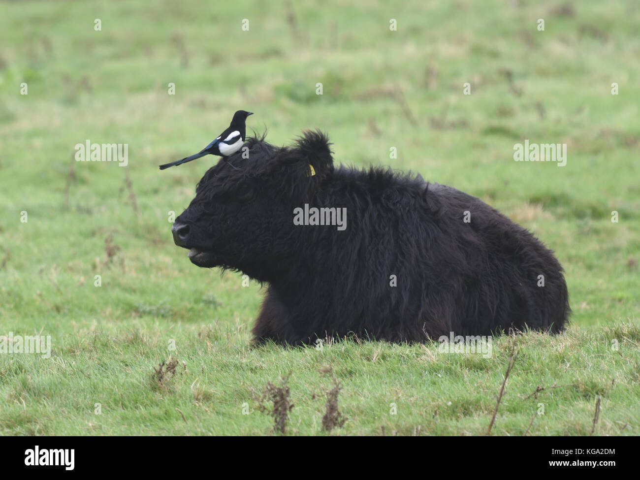 A cow peacefully lies in a field chewing the cud while a magpie (Pica ...
