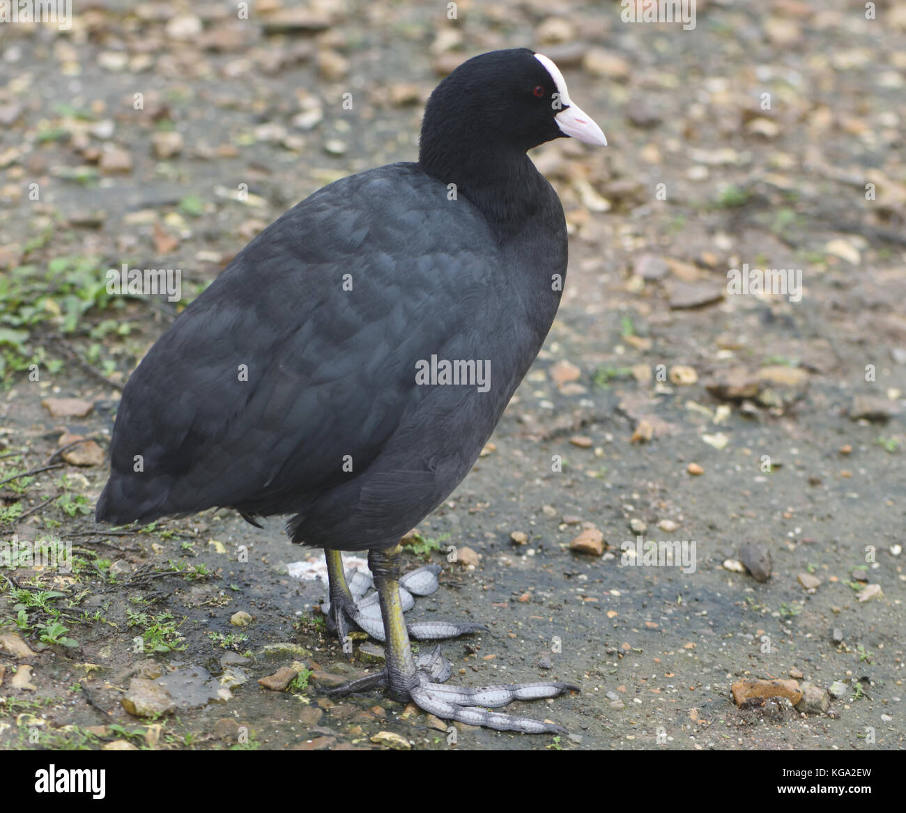 Webbed toes hi-res stock photography and images - Alamy