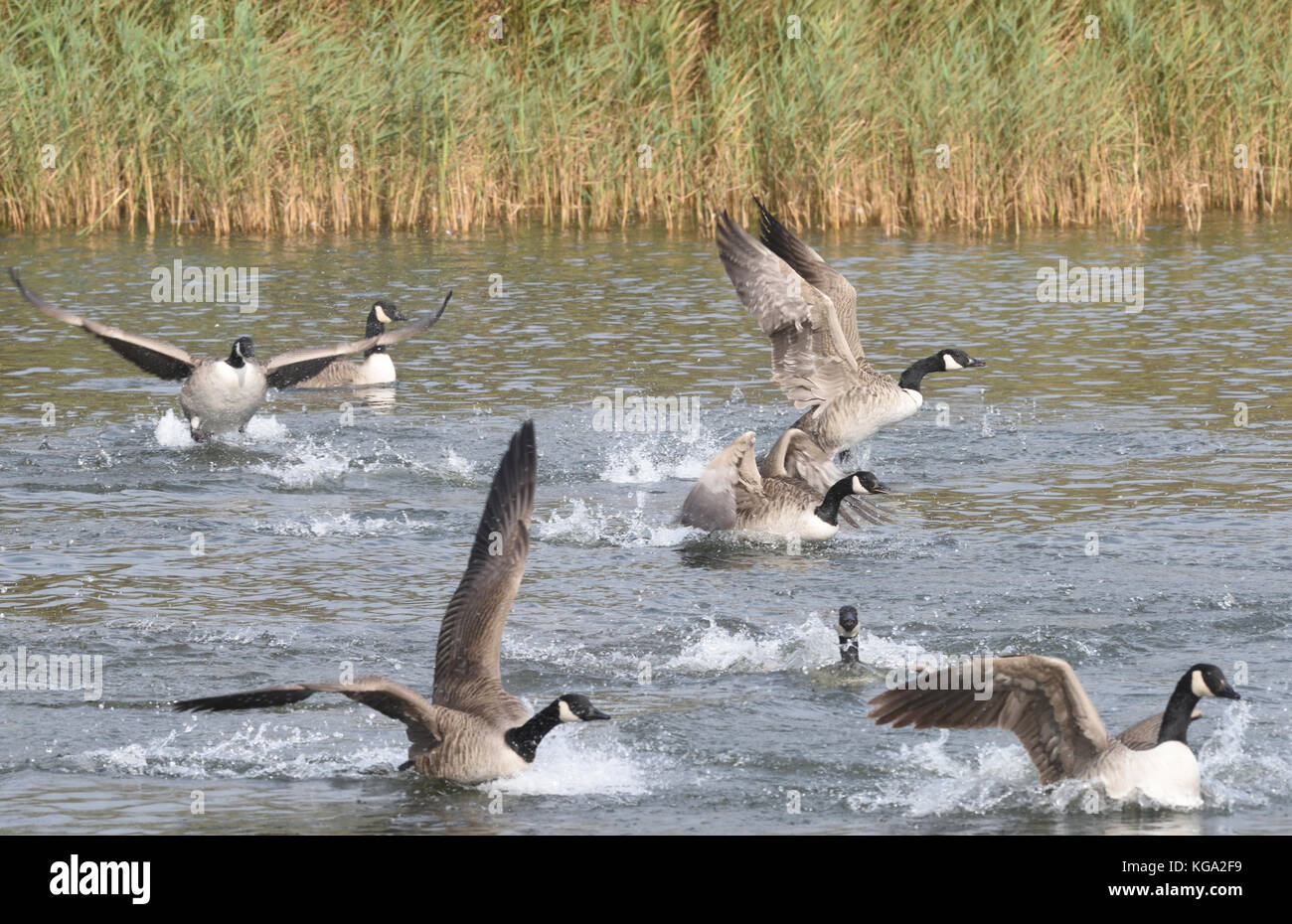 Canada geese (Branta Canadensis) splashing and displaying. Widdicombe Ley, Beesands, Devon, UK ...