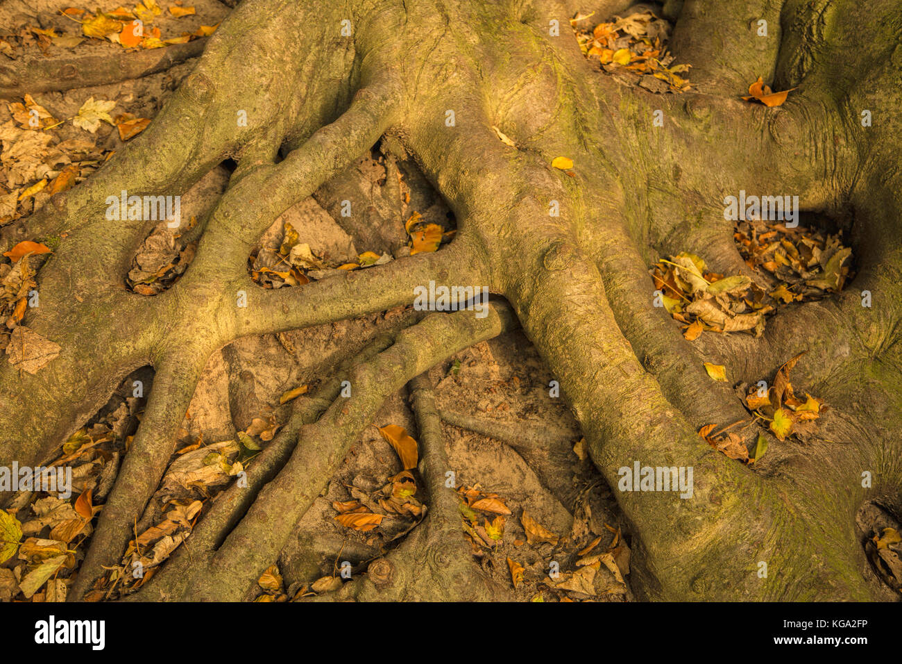 Intertwined tree roots of a European beech tree ( Fagus sylvatica ) in ...